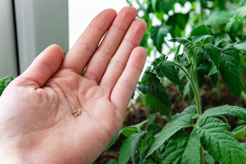 Growing Tomato Seedlings from Seeds in Box on Window at Home. Stock ...