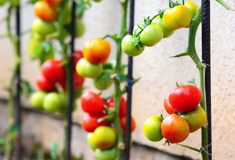 Growing Tomatoes stock photo. Image of leaf, cultivate - 97073328