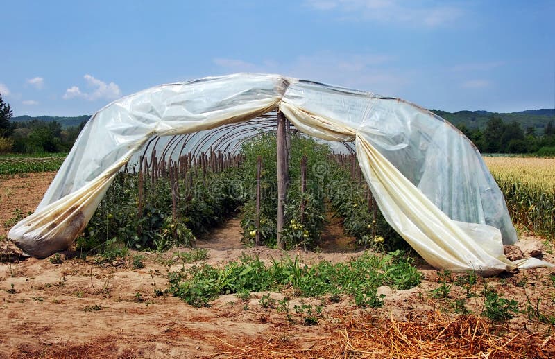 Growing tomatoes stock photo. Image of brown, crop, blue - 33796144