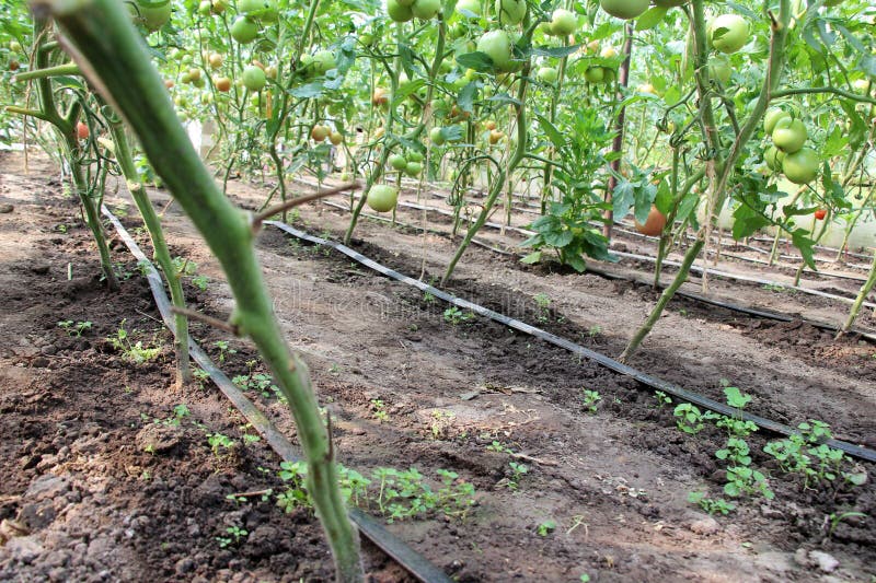 Growing Tomatoes in a Greenhouse Using Drip Irrigation Stock Image ...