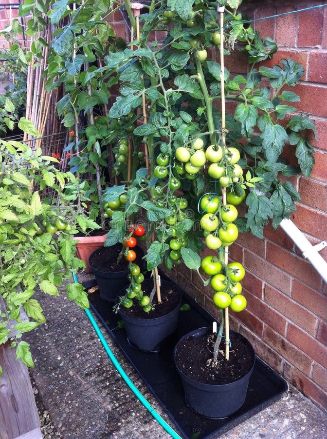 Growing tomatoes outside stock image. Image of tomato - 58869407