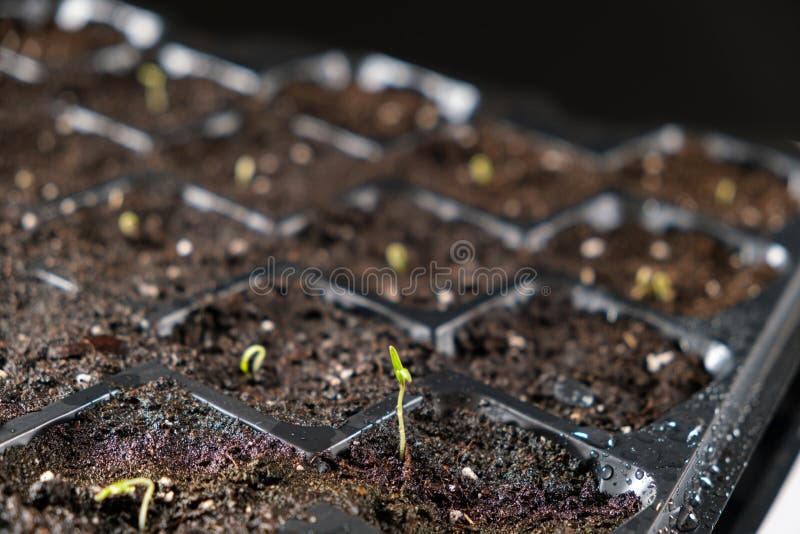 Growing Tomatoes from Seeds, Step by Step. Step 4 - the First Sprout ...