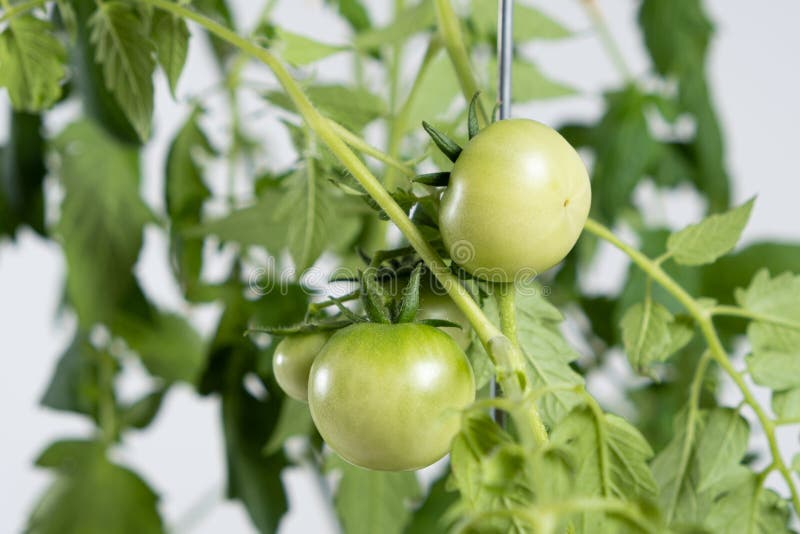 Growing Tomatoes from Seeds, Step by Step. Step 12 - Lots of Green ...