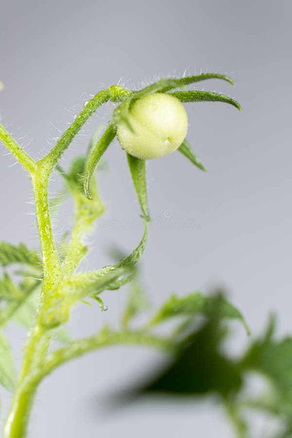 Growing Tomatoes from Seeds, Step by Step. Step 11 - First Little ...