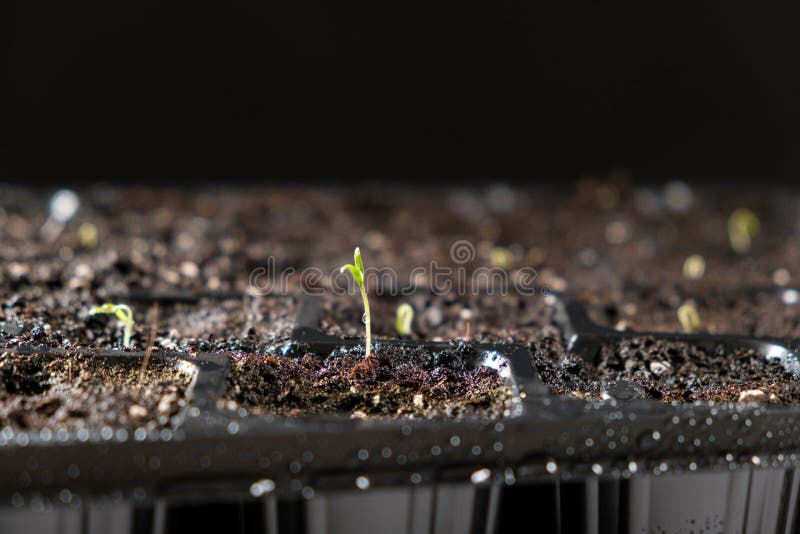 Growing Tomatoes from Seeds, Step by Step. Step 4 - the First Sprout ...
