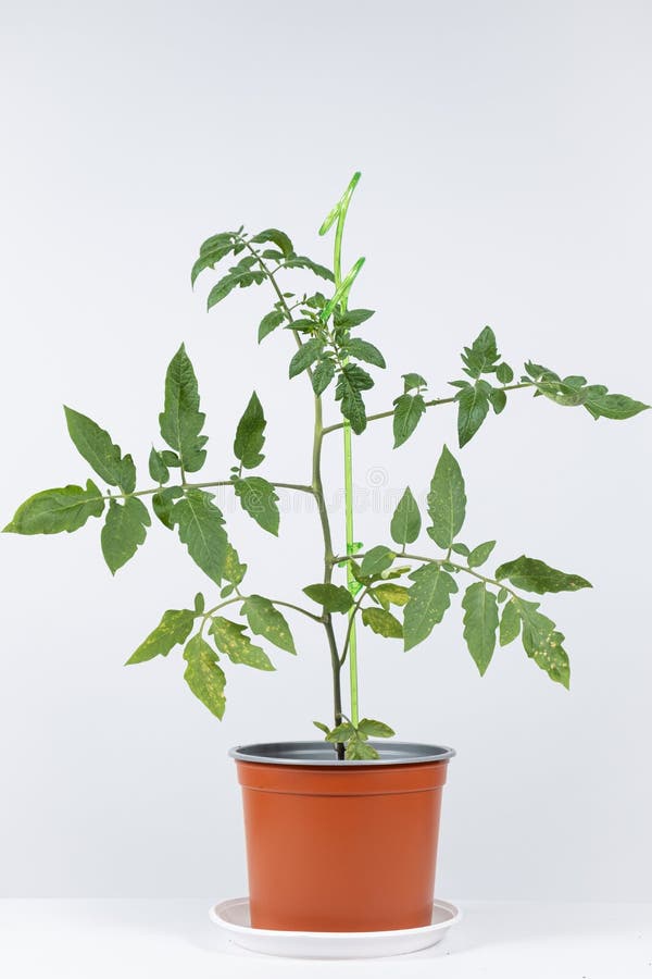 Growing Tomatoes from Seeds, Step by Step. Step 11 - Stick To Support ...