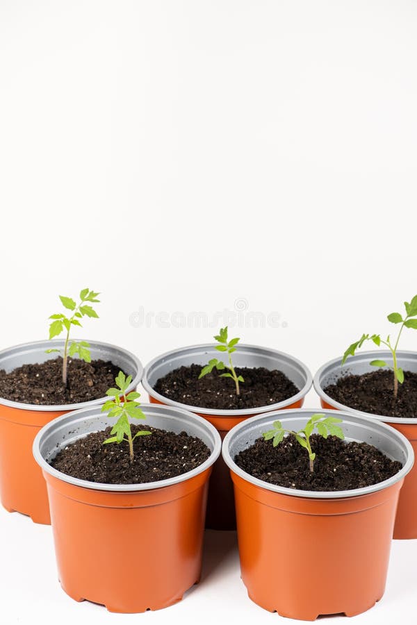 Growing Tomatoes from Seeds, Step by Step. Step 9 - Transplanted ...
