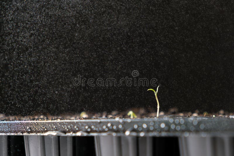 Growing Tomatoes from Seeds, Step by Step. Step 5 - Watering the First ...
