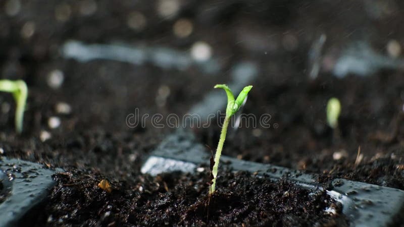 Growing Tomatoes from Seeds, Step by Step. Step 5 - Watering the First ...