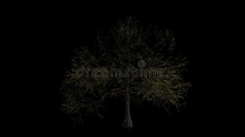 Growing tree with alpha stock footage. Video of alpha - 355444572