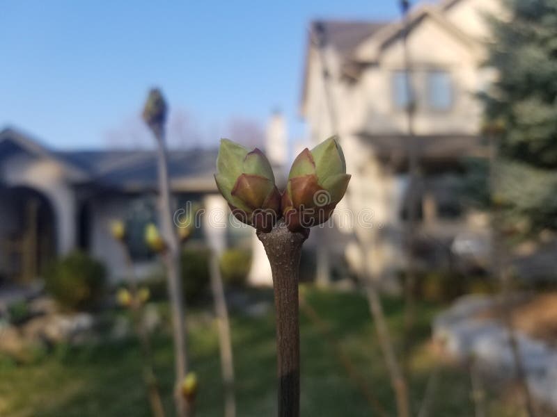 Growing Tree Bud stock photo. Image of blossom, garden - 215358600