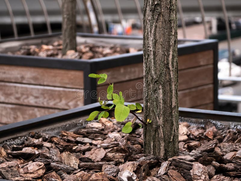 Growing Tree in a Container on the Street. Covering the Ground with ...