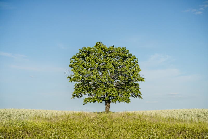 Growing Tree in the Field and Climate Change on Earth. Nature ...