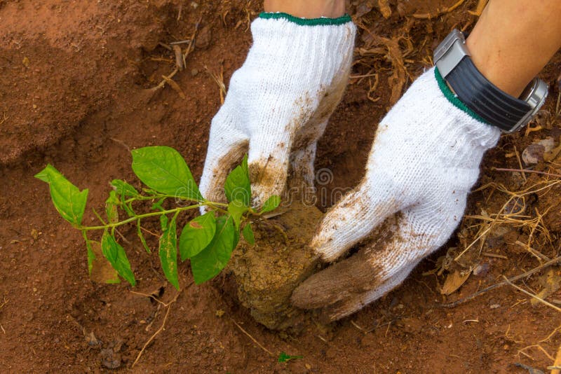 Giving life stock image. Image of hands, connecting, delicate - 10494567