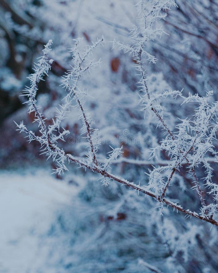 Growing Tree with Frozen Branches Stock Photo - Image of array, frosty ...