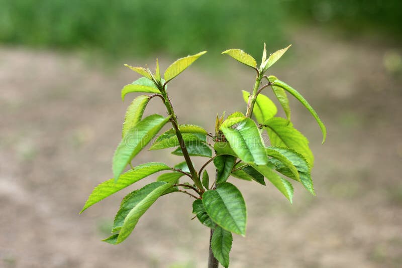 Growing Tree in the Garden. Young Tree Stock Photo - Image of concept ...