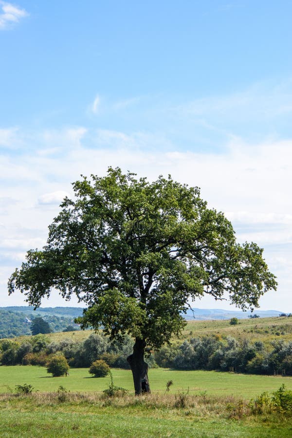 Growing Tree in Greenery Field Surrounded by Bushes Stock Photo - Image ...