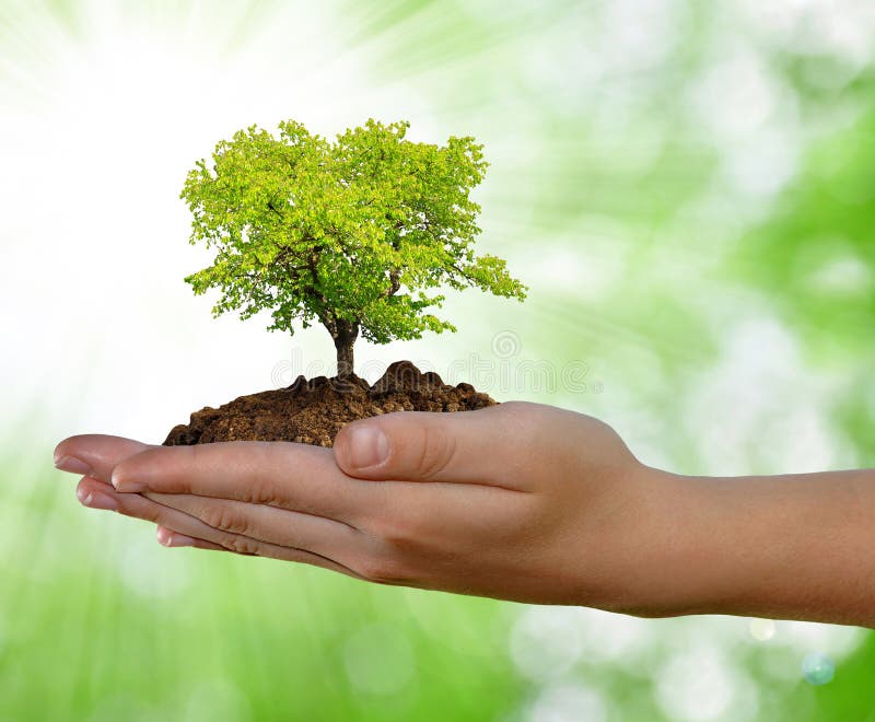Growing tree in hand stock image. Image of life, grow - 23073291
