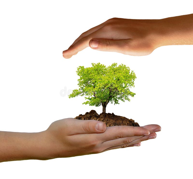 Growing tree in hand stock image. Image of life, grow - 23073291