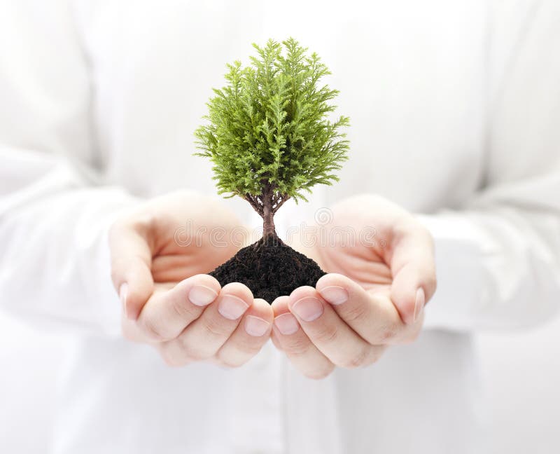 Growing tree in hands stock photo. Image of conifer, arms - 75875868