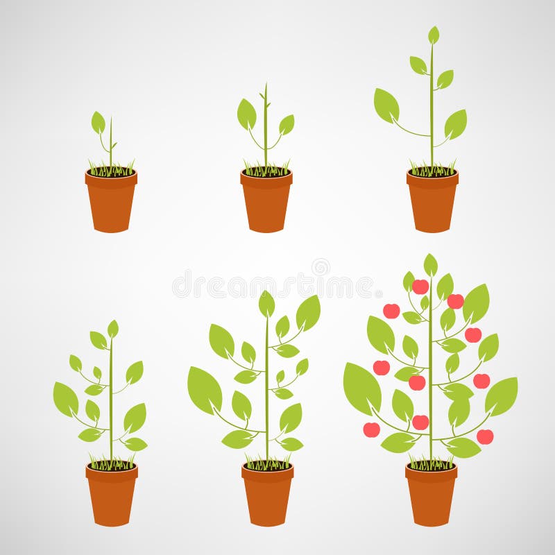Growing tree icon set stock illustration. Illustration of education ...