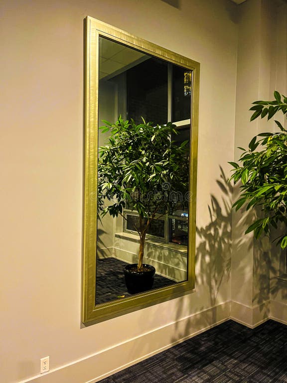 A Growing Tree in the Reflection of a Large Mirror Stock Photo - Image ...