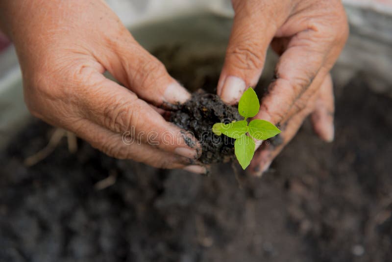 Growing the Tree. Save the Planet Concept Stock Photo - Image of brush ...