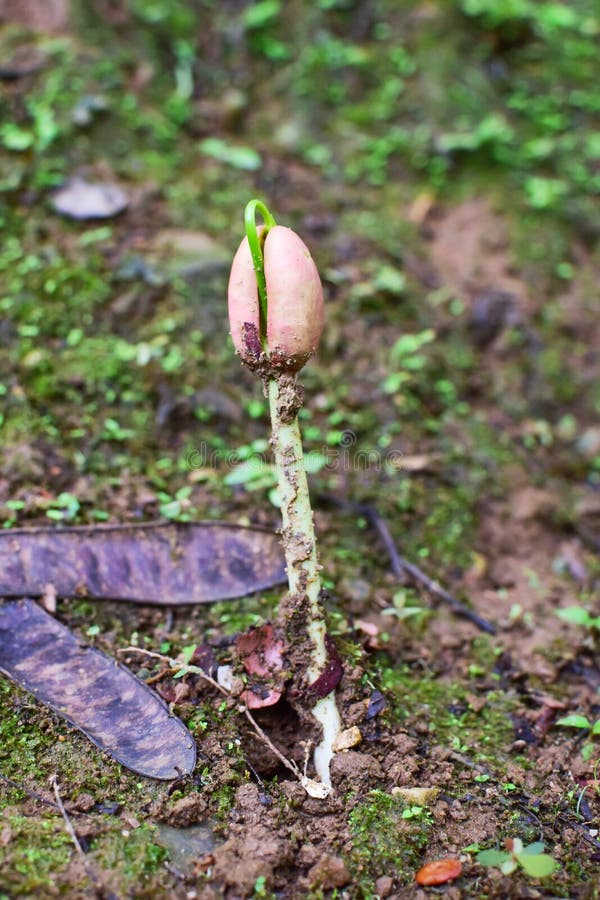 Growing tree stock photo. Image of gardening, leaf, seed - 74197794
