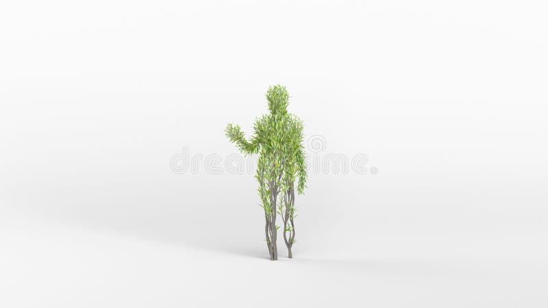 Growing Tree in a Shape of a Human. Eco Concept Stock Illustration ...