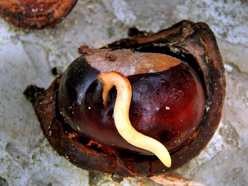 Growing Tree Sprout from Chestnut Nuts Stock Photo - Image of flora ...
