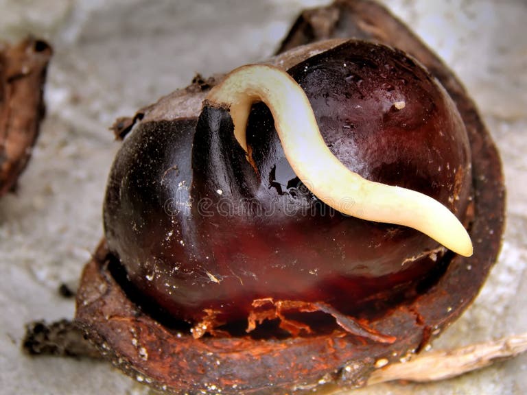 Growing Tree Sprout from Chestnut Nuts Stock Image - Image of chestnut ...