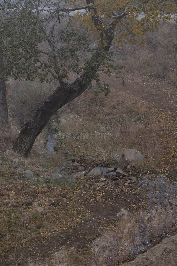 Growing Tree Surrounded by Grass in Forest Stock Image - Image of ...