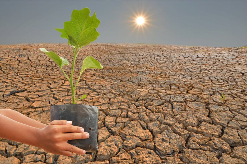Growing a Tree To Save the Earth Stock Image - Image of carry, student ...