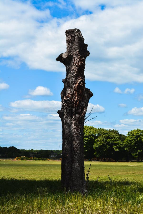 Growing Tree Trunk in Greenery Field Stock Photo - Image of trunk ...