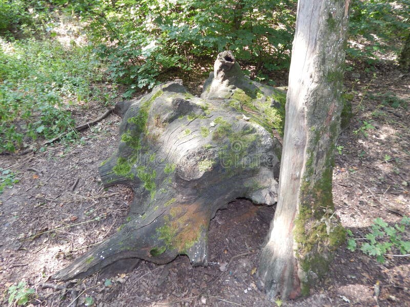 Growing Trees in the Forest and Garden Stock Image - Image of foliage ...