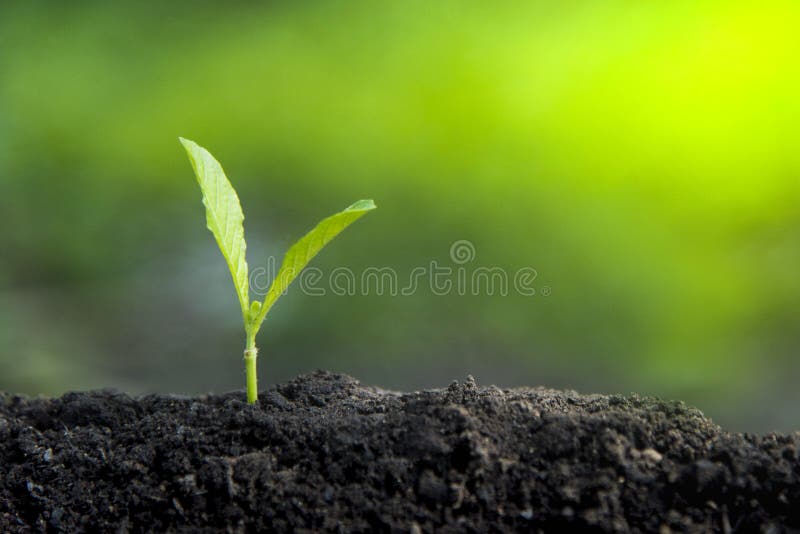 Growing Trees for Growth and Environmental Protection Trees or Nature ...