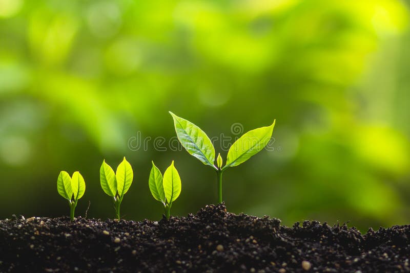 Growing Trees Leader Trees Planting Trees Save World Concept Stock ...