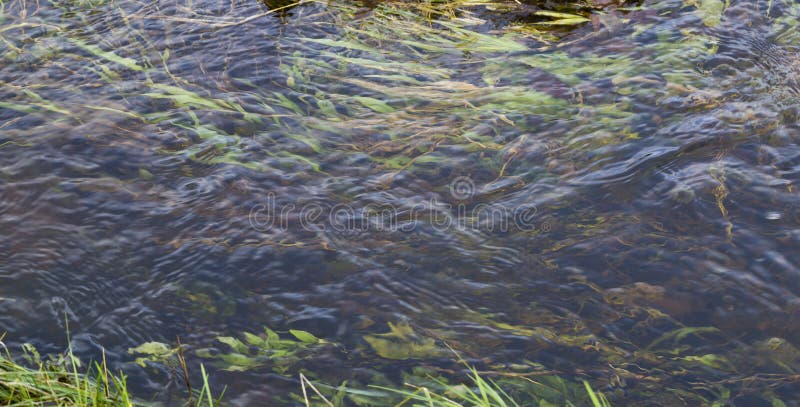 Seaweed under water stock image. Image of plants, deep - 223270457