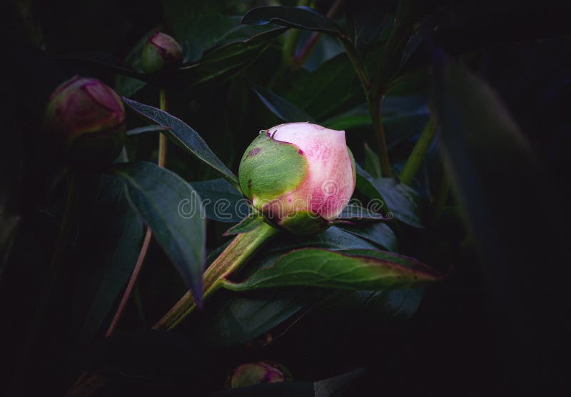 Growing Unopened Peony Bud in the Shade Stock Image - Image of ...