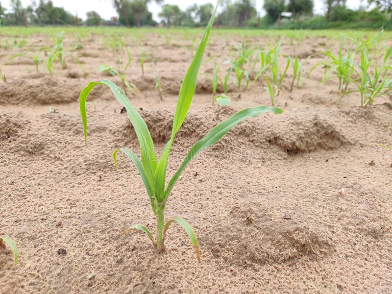 Growing Up Plants of Millet Crop, Bajara Crop Small Growing Up Plants ...