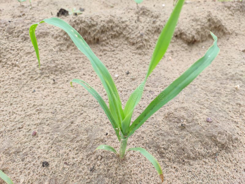 Growing Up Plants of Millet Crop, Bajara Crop Small Growing Up Plants ...