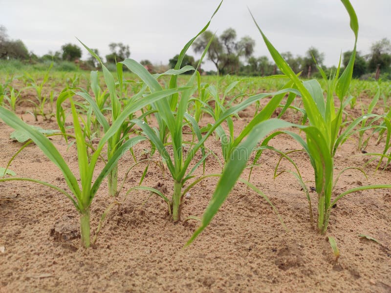 Growing Up Plants of Millet Crop, Bajara Crop Small Growing Up Plants ...