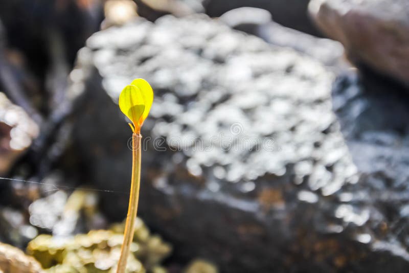 Growing up tree stock photo. Image of small, black, detail - 66556952