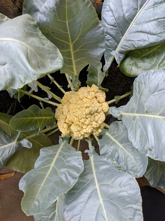 Cauliflower vegetable stock photo. Image of crop, agricultural - 292050096