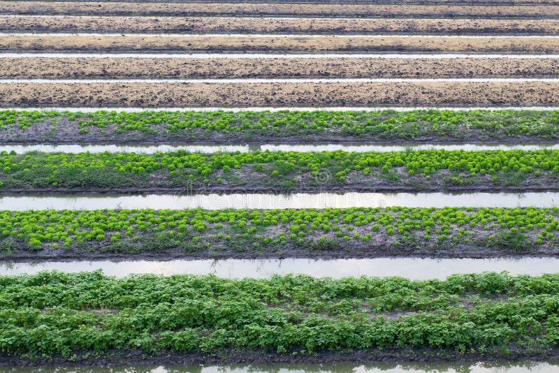 Growing vegetable plots. stock image. Image of gardening - 189580797