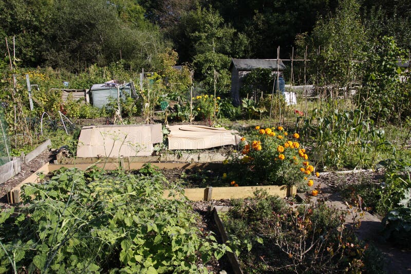 Growing Vegetables in an Allotment Stock Image - Image of grow, rustic ...