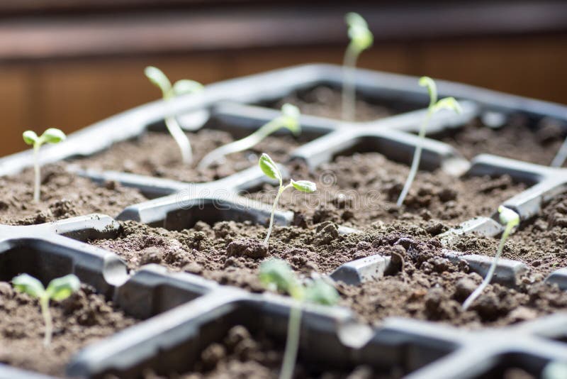 Growing Vegetables in Cell Trays Stock Photo - Image of seedling ...