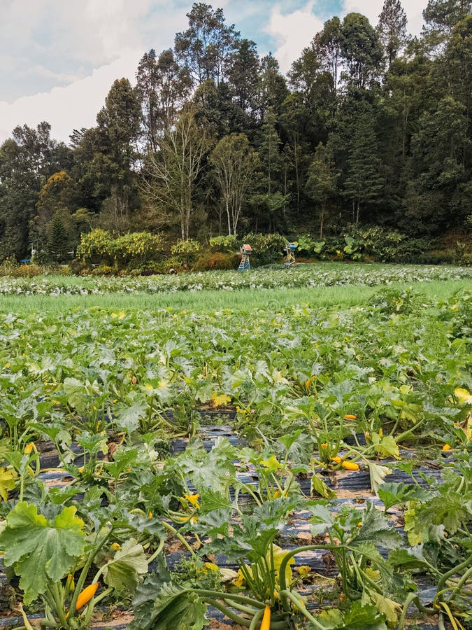 Growing Vegetables on the Farm in Cameron Highlands, Malaysia Stock ...