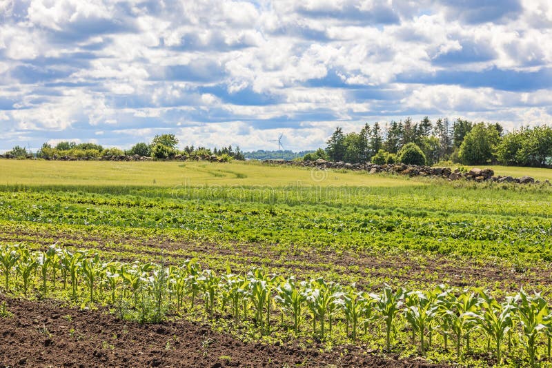 Growing Vegetables in a Field Stock Image - Image of tree, agricultural ...