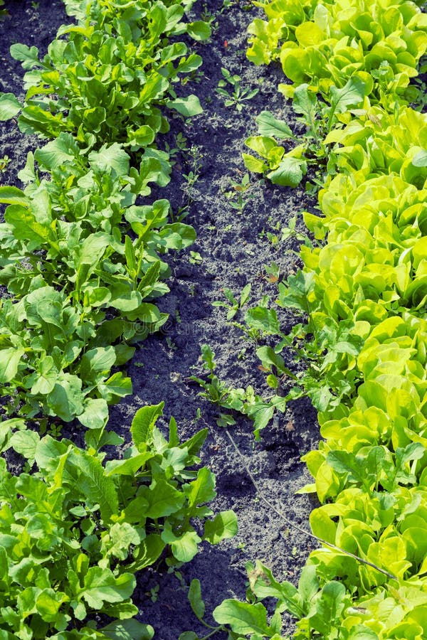 Growing Vegetables in the Garden. Lettuce Patch in the Vegetable Field ...